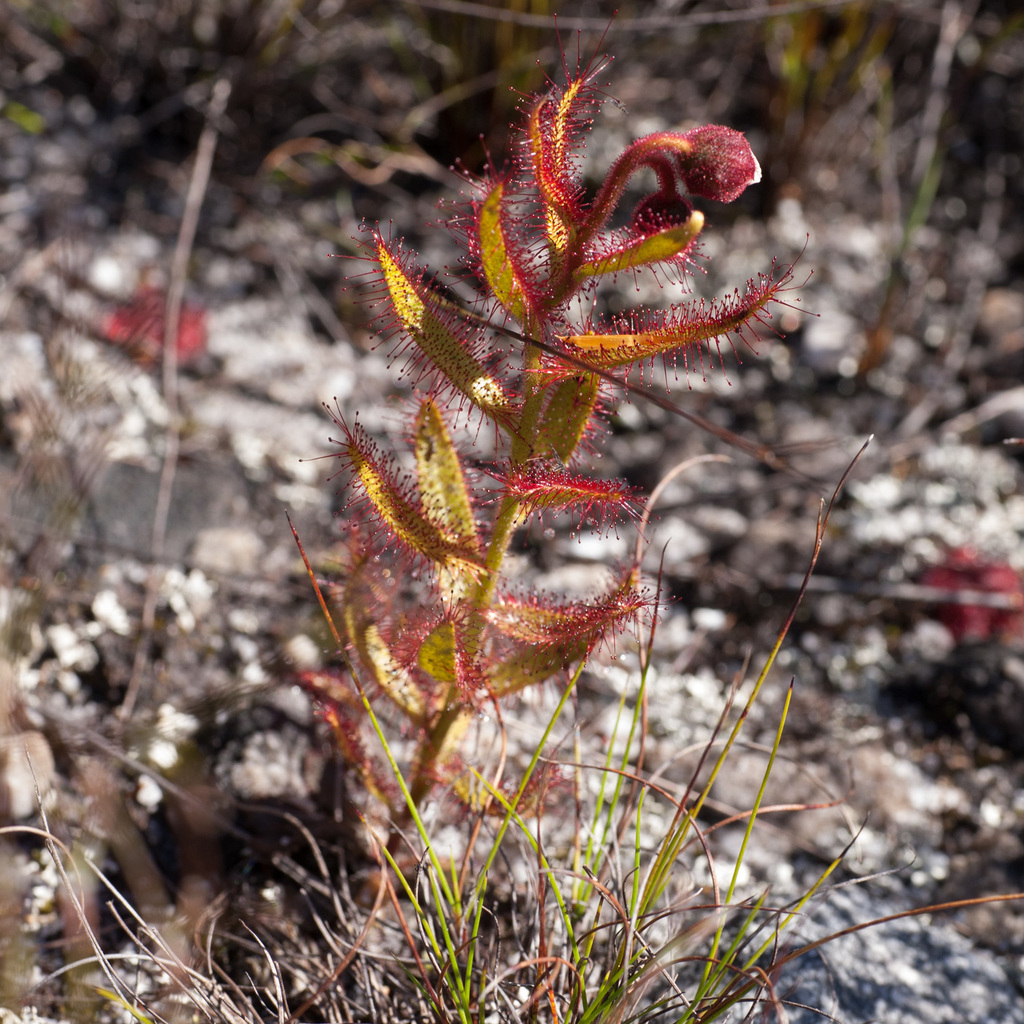 Poppy-flowered Sundew from Rockview dam area, Overberg District ...