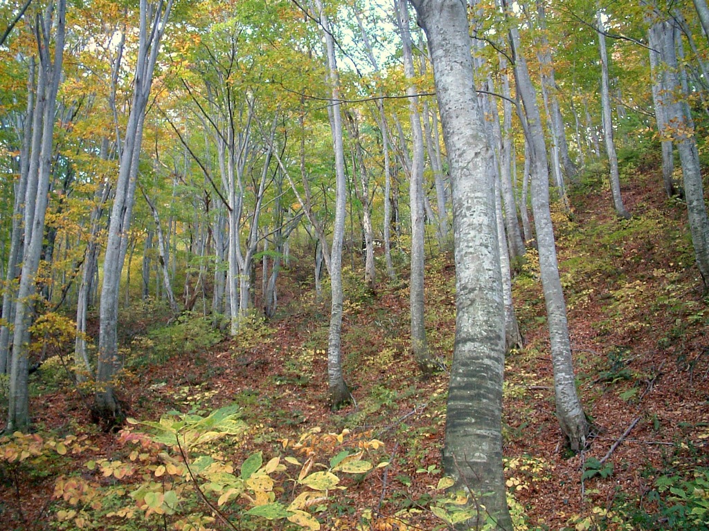 Japanese beech (Fagus crenata) - Botanical Realm