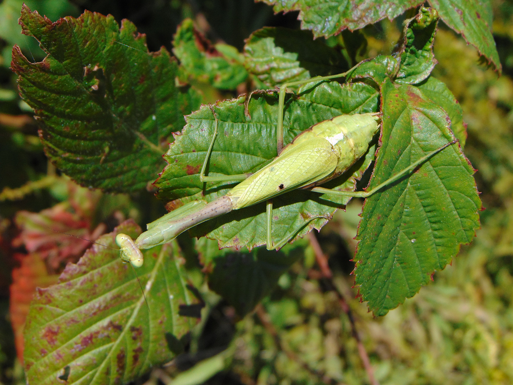 Carolina Mantis from BWI Business District, Linthicum Heights, MD 21090 ...