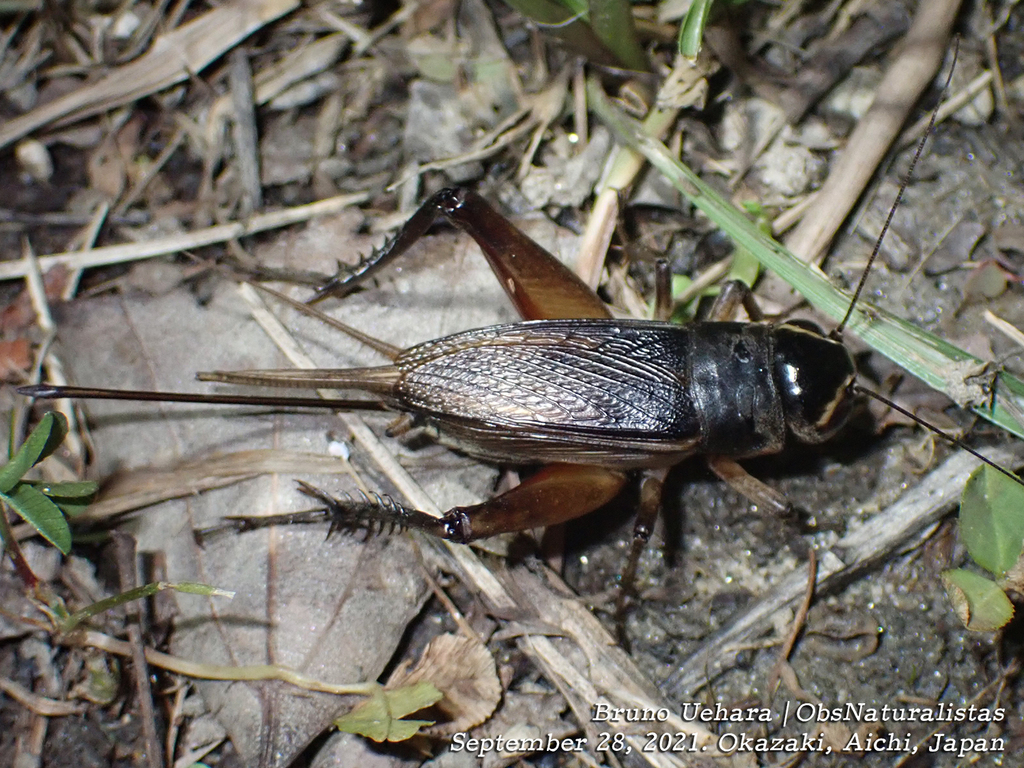 Emma Field Cricket from Kugosakicho, Okazaki, Aichi 444-0851, Japão on ...