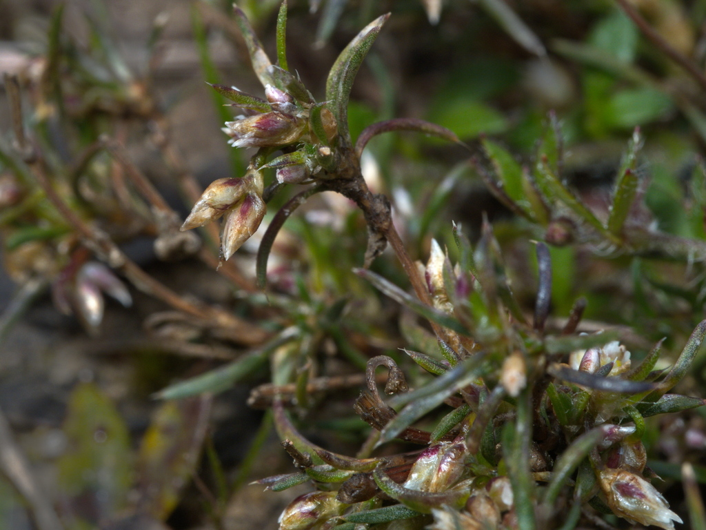 dwarf wire-lily (Laxmannia orientalis) - Botanical Realm