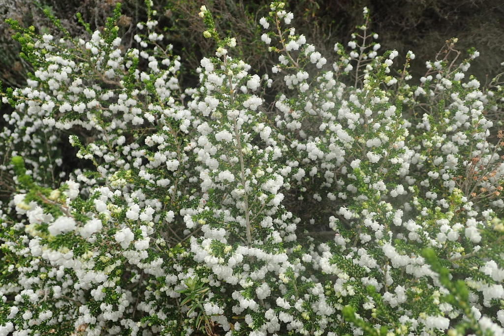 Stunning Heath from Herolds Bay on August 12, 2016 by Nicola van Berkel ...
