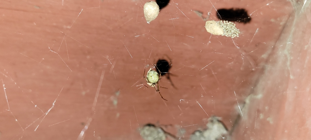 Common House Spider from Umstead, Raleigh, NC, USA on September 29 ...
