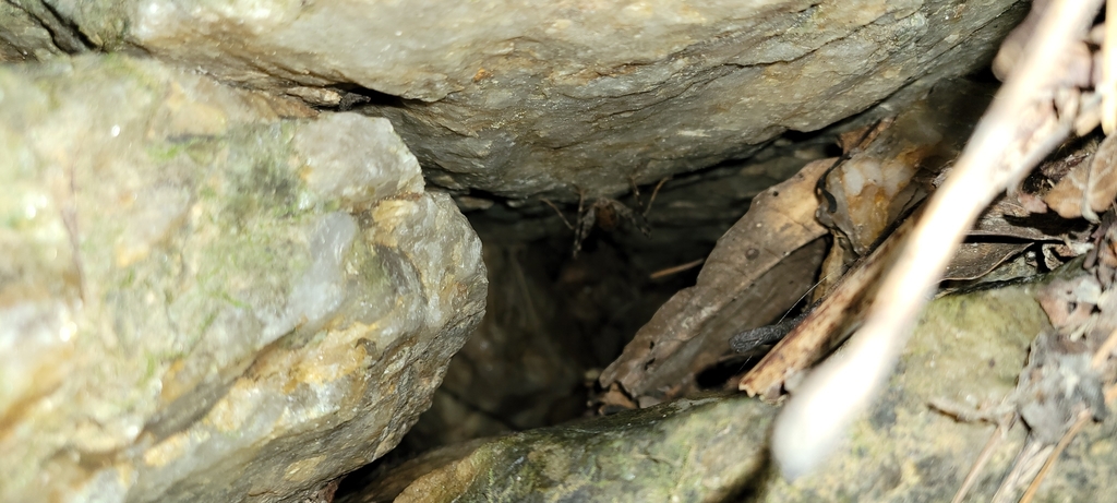Camel Crickets, Cave Crickets, and Cave Wēta from Umstead, Raleigh, NC ...