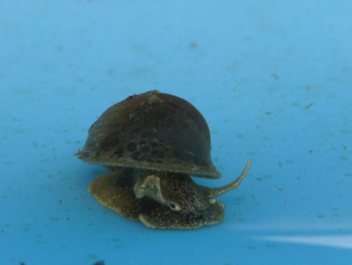 Subspecies Radix auricularia japonica · iNaturalist