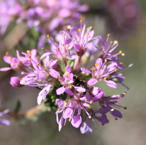 Agathosma corymbosa · iNaturalist