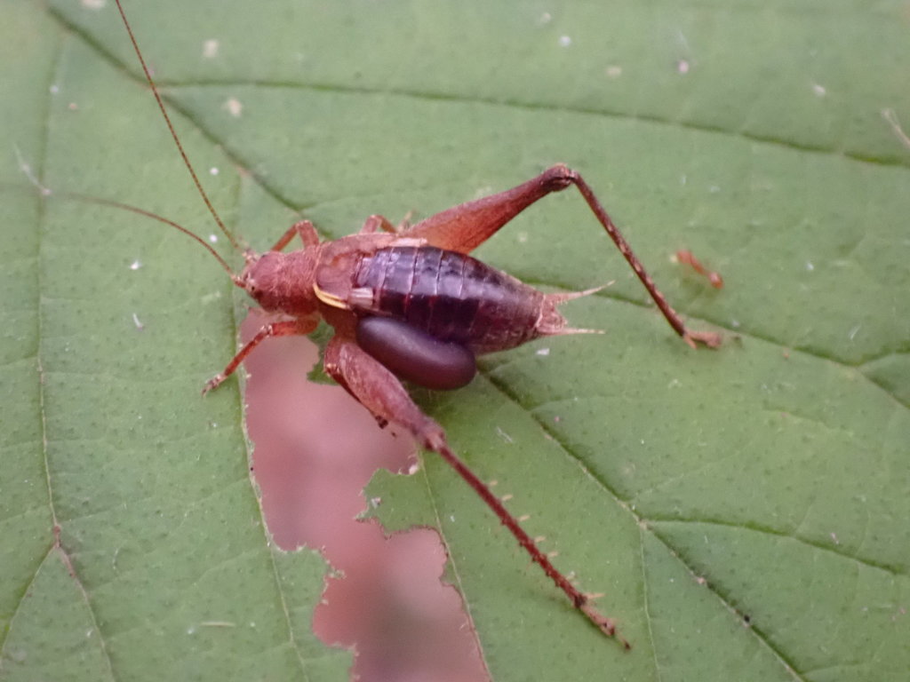 Rhopalosomatid Wasps from McDonald County, MO, USA (Mike's Creek ...