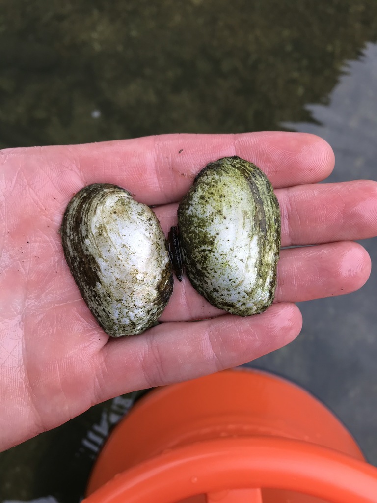 River Mussels in August 2021 by calebknerr. ID by MDC malacologist ...