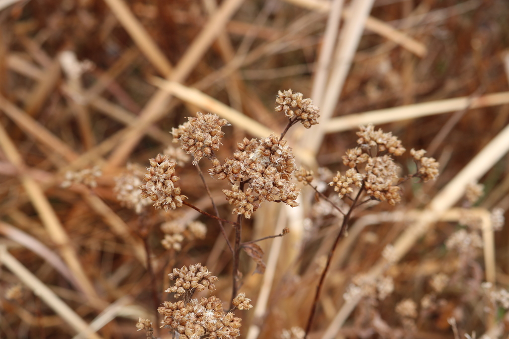 common yarrow from 777 State Hwy Park Rd 62, Quanah, TX 79252, USA on ...