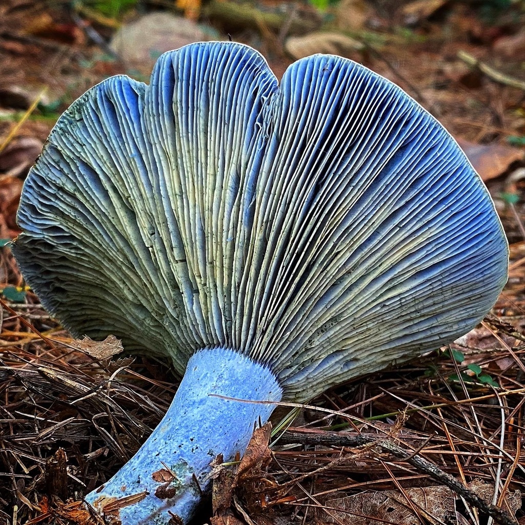 indigo milk cap from Wright Park, Middlebury, VT, US on September 29 ...
