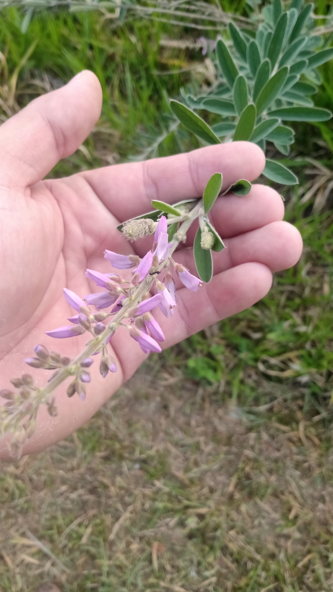 Desmodium cuneatum Hook. & Arn.