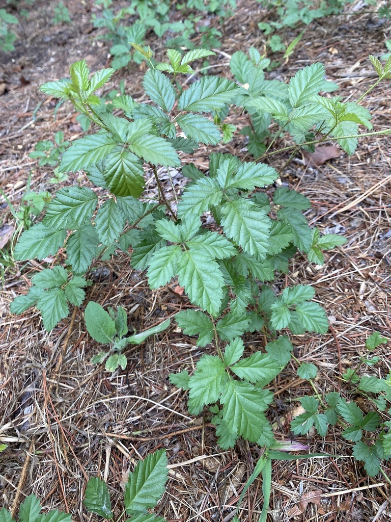 southern dewberry from David Fort Rd, Argyle, TX, US on September 30 ...