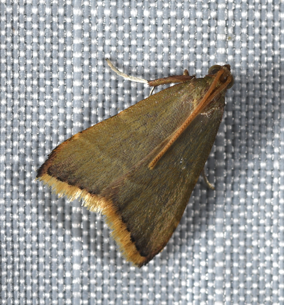 Scaly-legged Pyralids from Farroupilha - RS, Brazil on September 28 ...