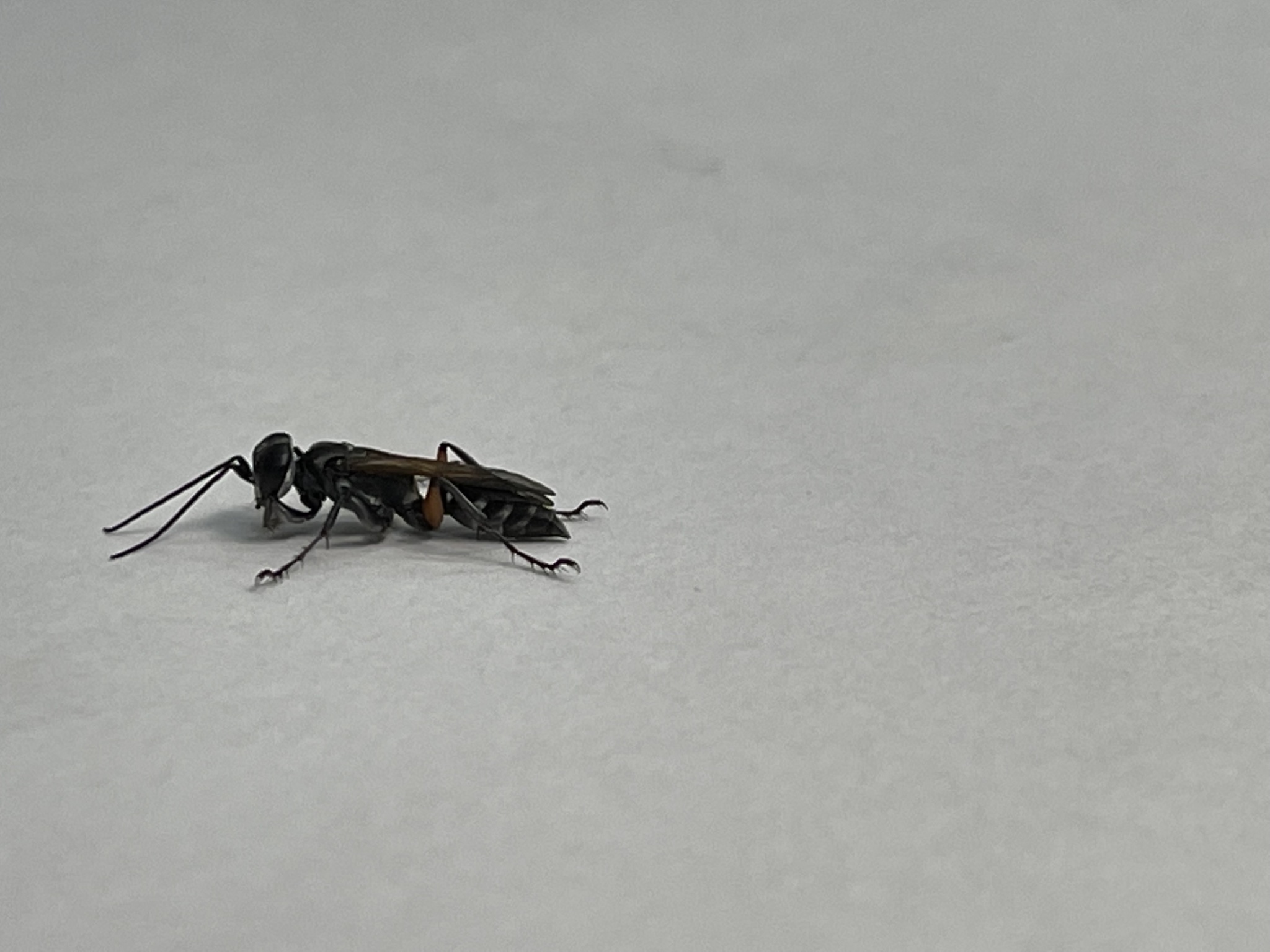 Liris subtessellatus (F.Smith, 1856)