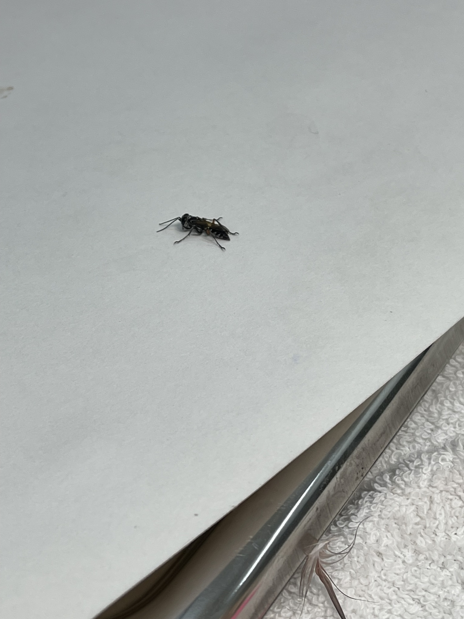 Liris subtessellatus (F.Smith, 1856)