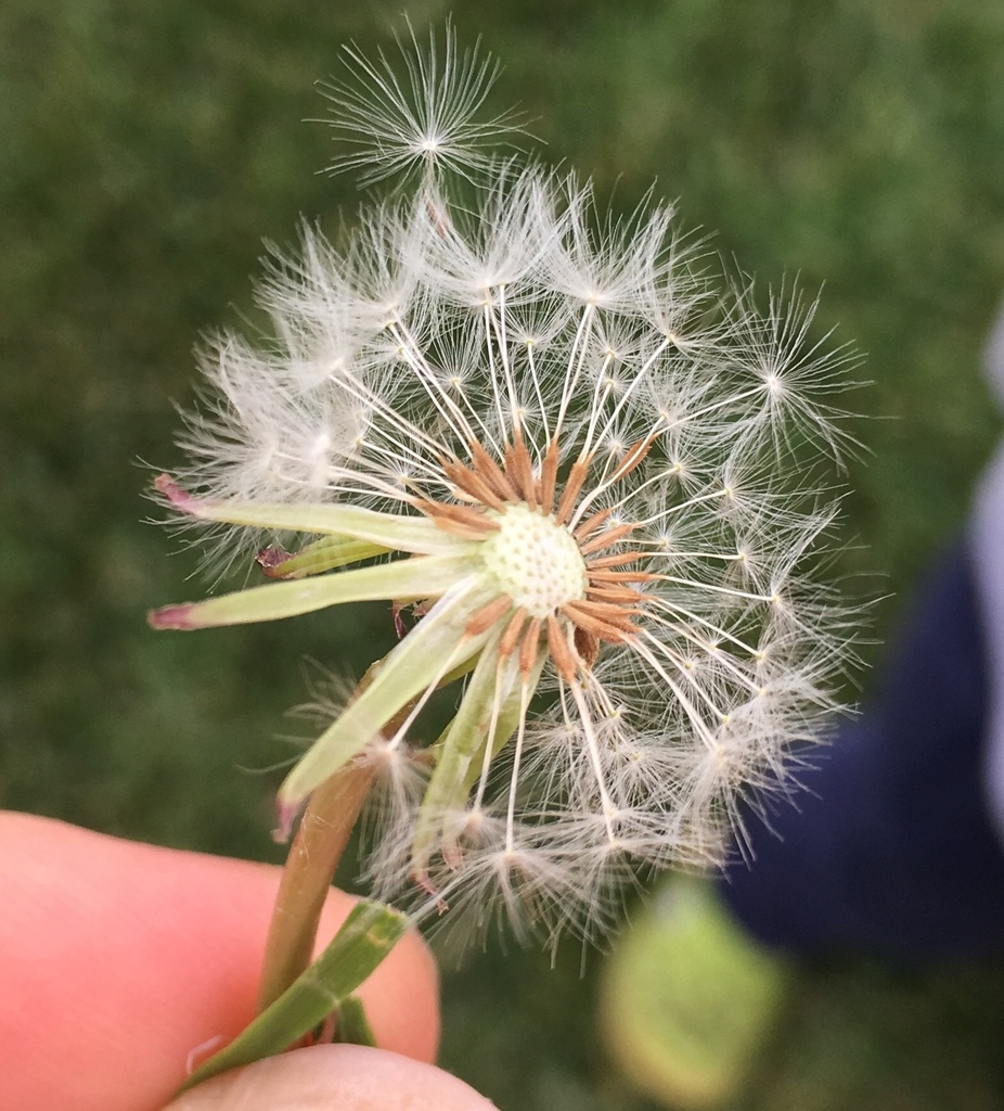 common dandelion from 16118 4S Ranch Pkwy, San Diego, CA, US on April ...
