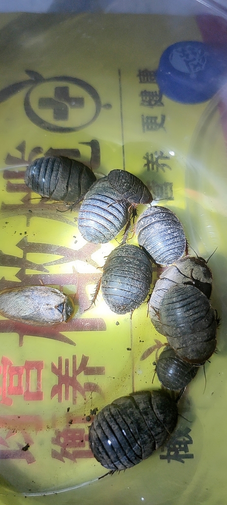 Eupolyphaga sinensis from 中国河南省洛阳市 on September 30, 2021 at 03:48 PM by ...