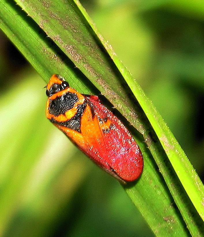 Zooty Red Spittlebug (Beetles and Bugs of the Mfolozi River catchment ...