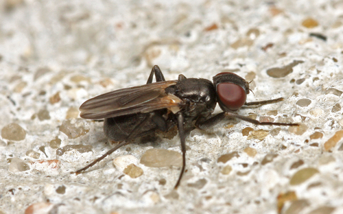 Freraea gagatea · iNaturalist