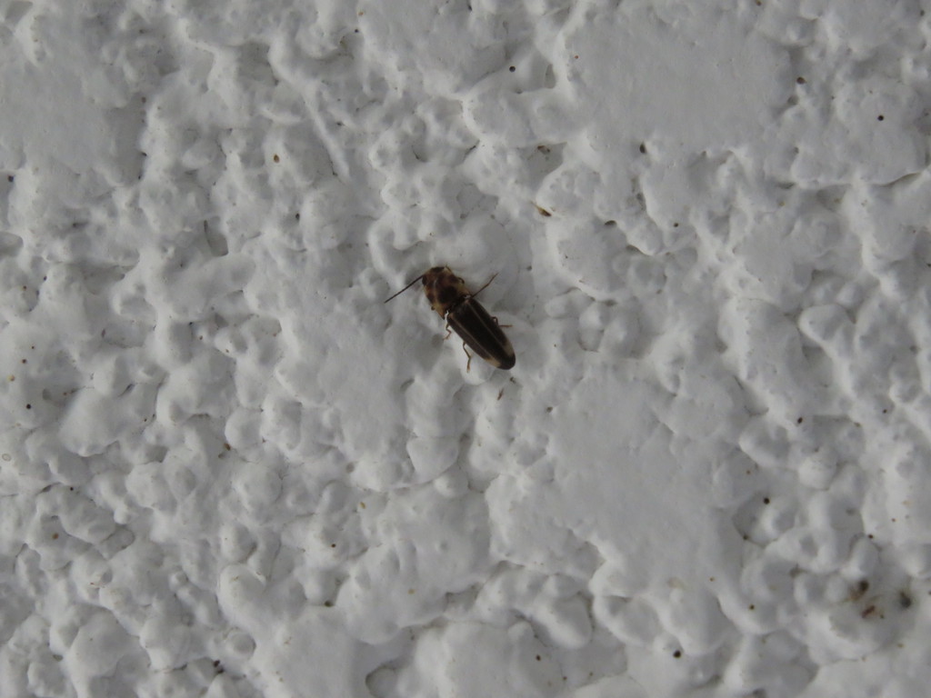 Anchastus moratus from La Riviera, Juchitán de Zaragoza, Oax., México ...
