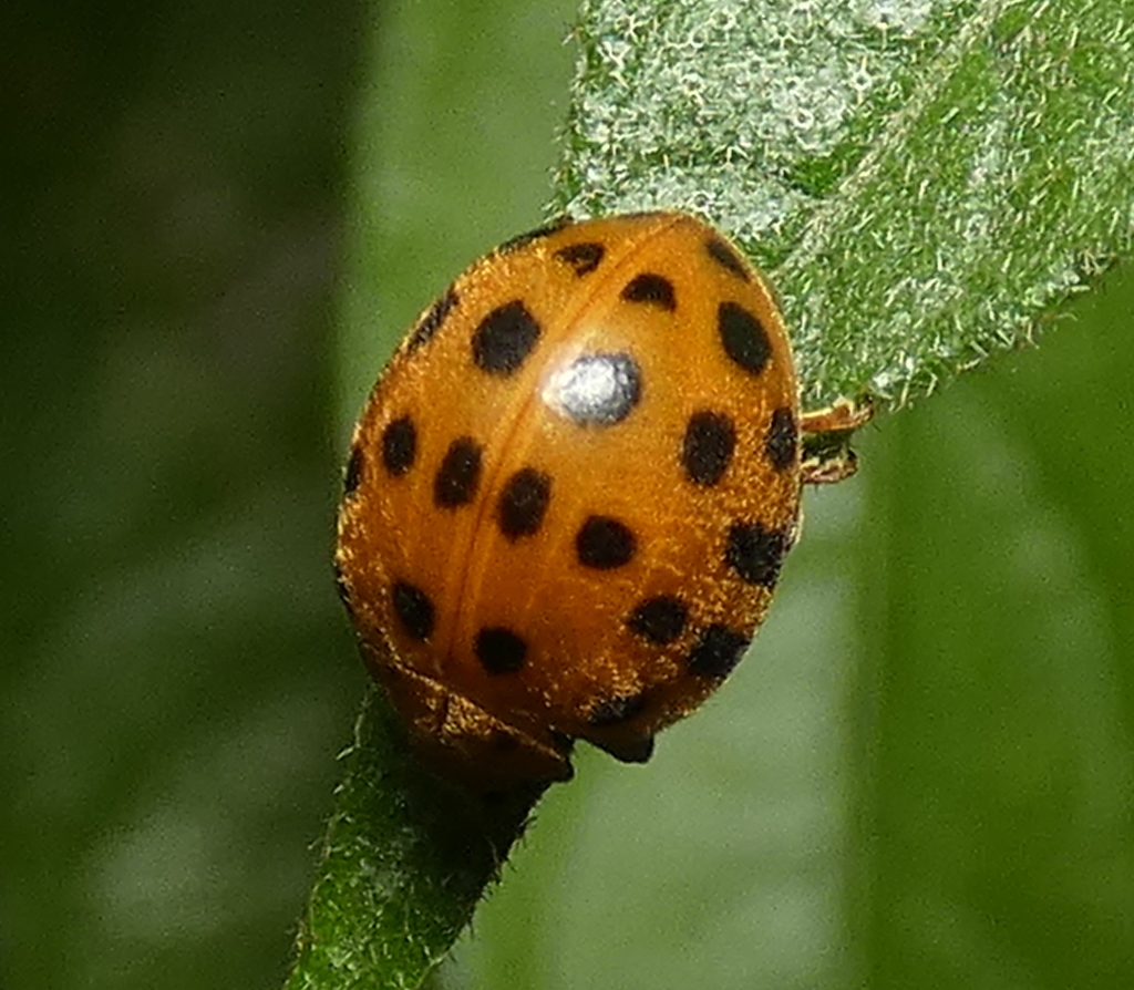 Hadda Beetle from Zona rural de Paudalho - Pernambuco on September 25 ...