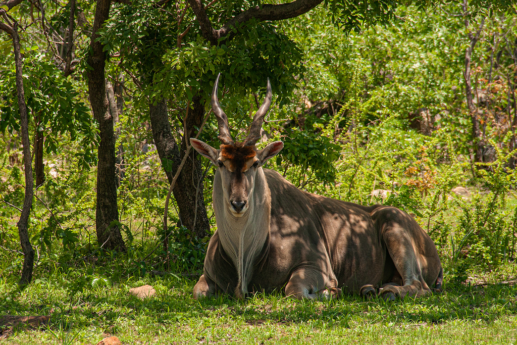 Striped Eland (Tragelaphus oryx livingstonii) - Know Your Mammals