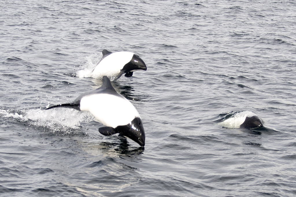 Commerson's Dolphin (Cephalorhynchus commersonii) - Know Your Mammals