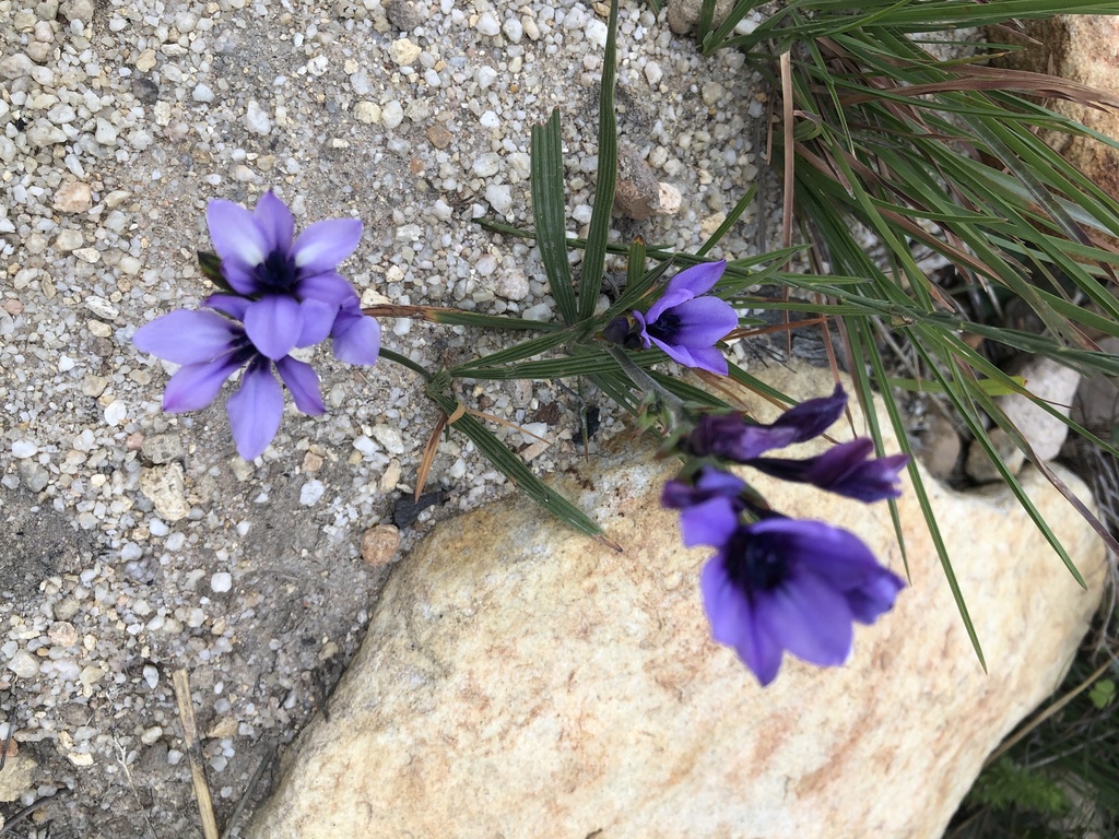 Baboon Root from Twelve Apostles, Cape Town, WC, ZA on September 24 ...