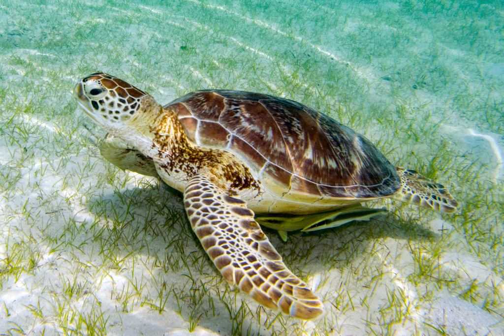 Green Sea Turtle (Wildlife of Coastal Texas) · iNaturalist