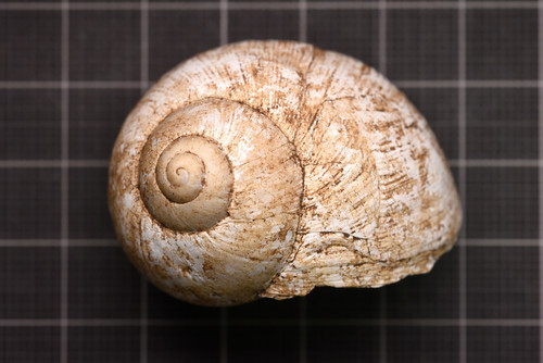Helix pachya · iNaturalist