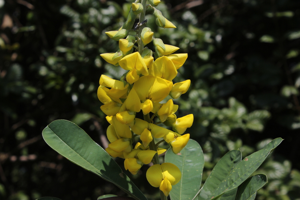 Rattleweed (Crotalaria retusa) - Botanical Realm