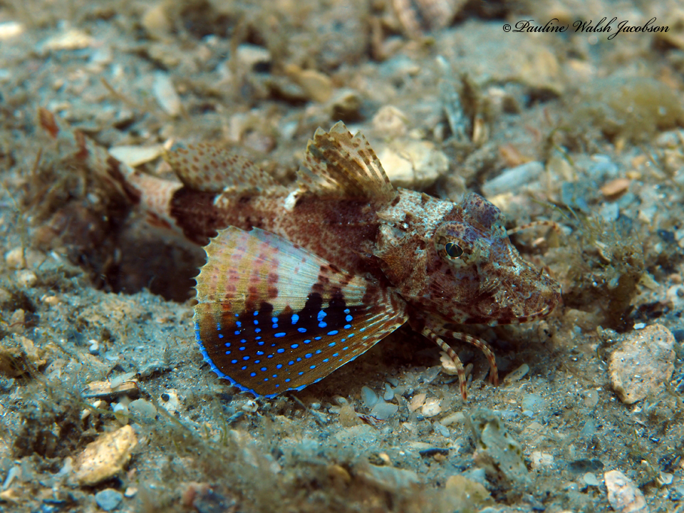 Blue-spotted Searobin (Prionotus roseus) (Wildlife of the United States ...