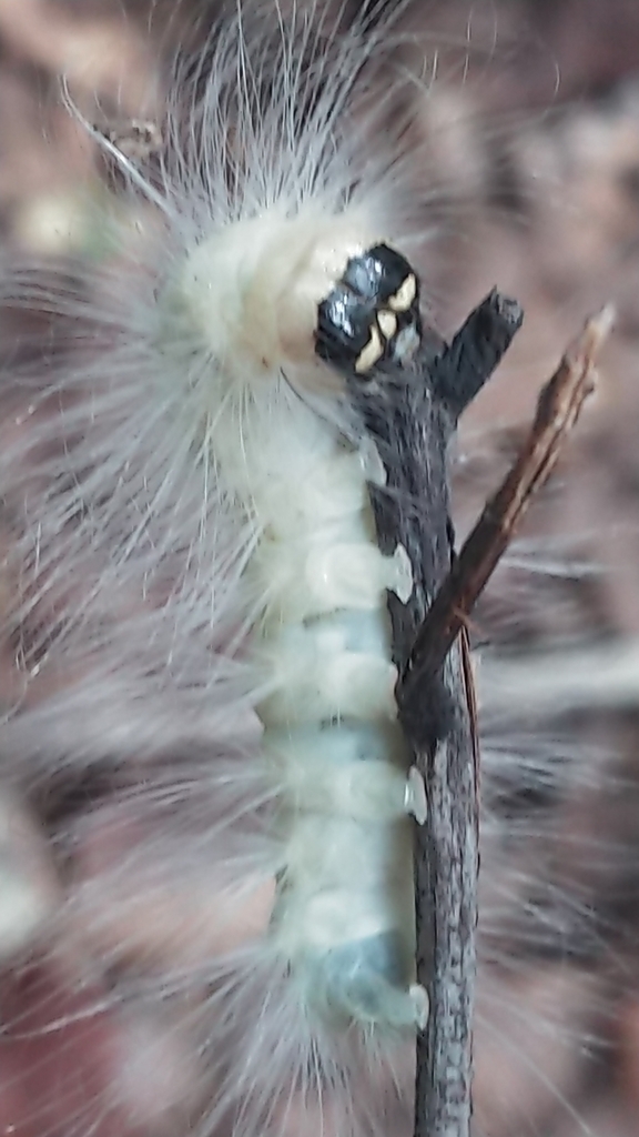 Laugher Moth from Millbrook, AL 36054, USA on September 30, 2021 at 11: ...