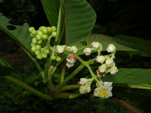 Saurauia (Mt. Pulag Biodiversity) · iNaturalist