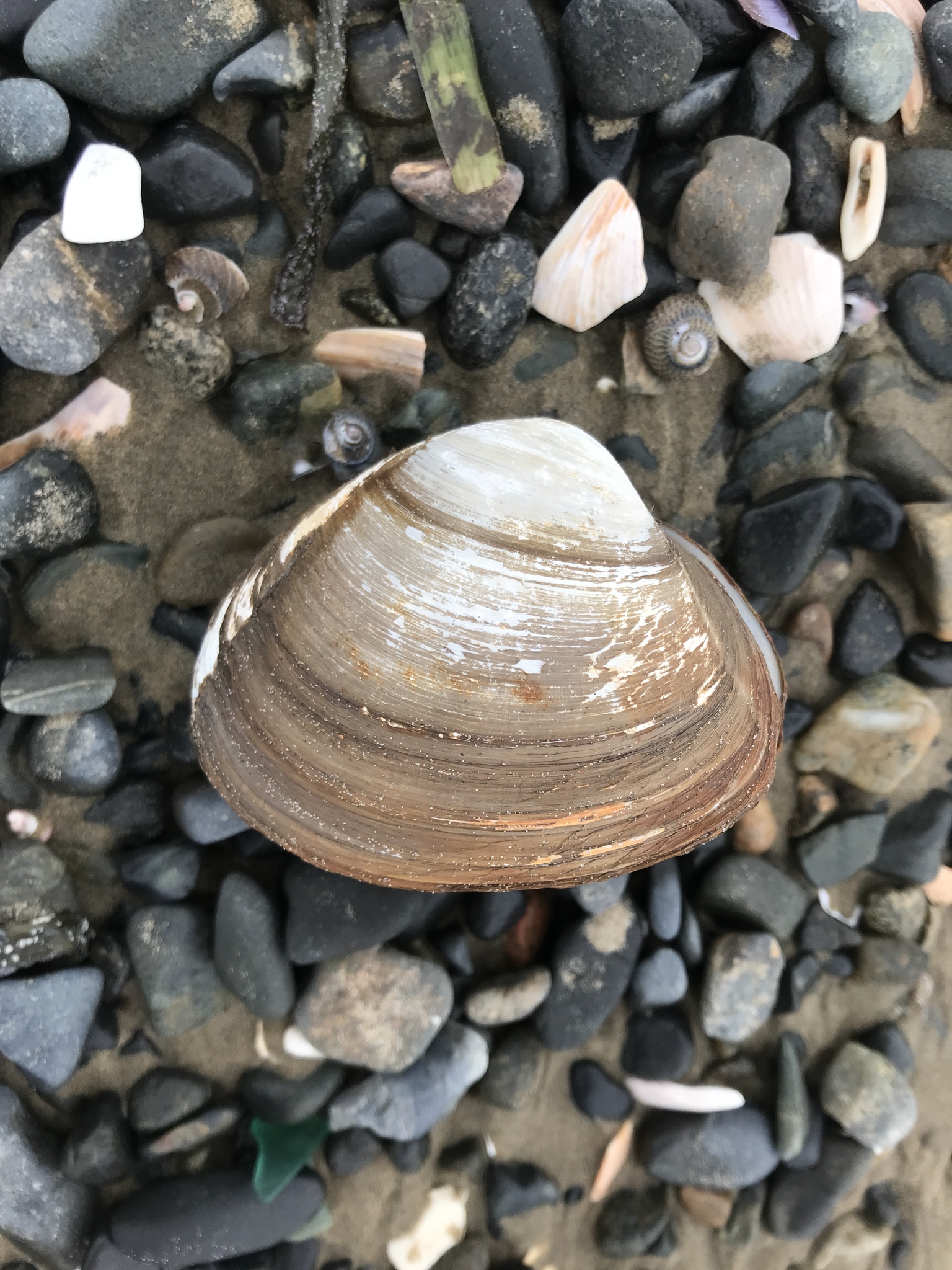 Spisula sachalinensis (Schrenck, 1862)