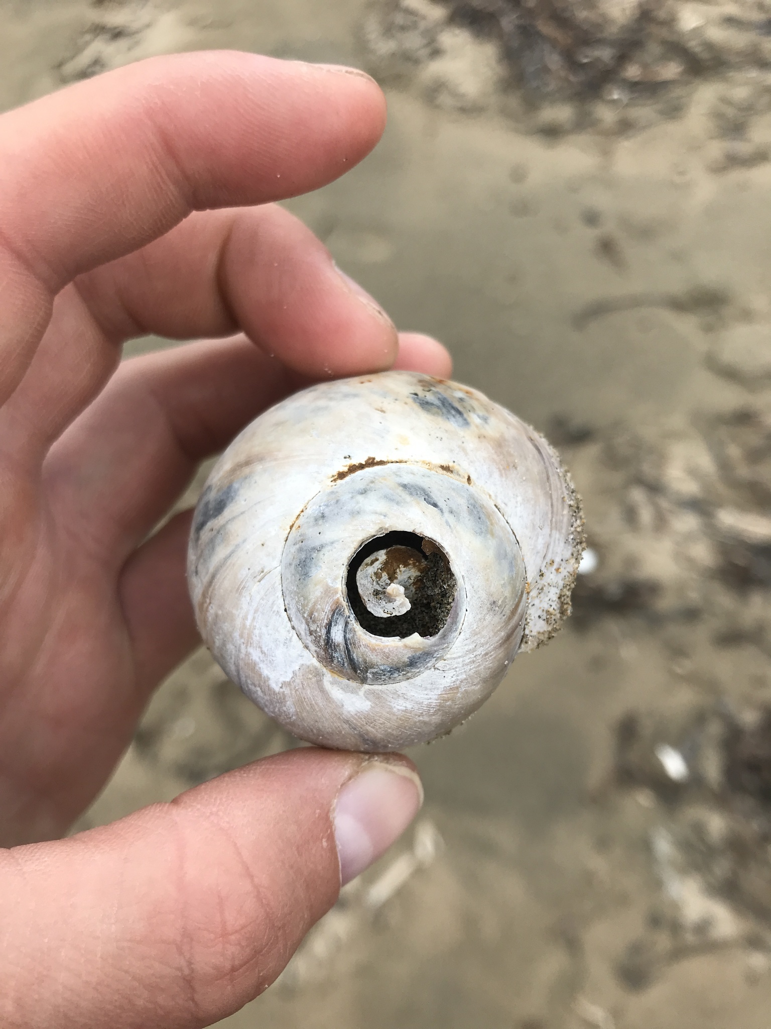 Cryptonatica janthostoma (Deshayes, 1839)