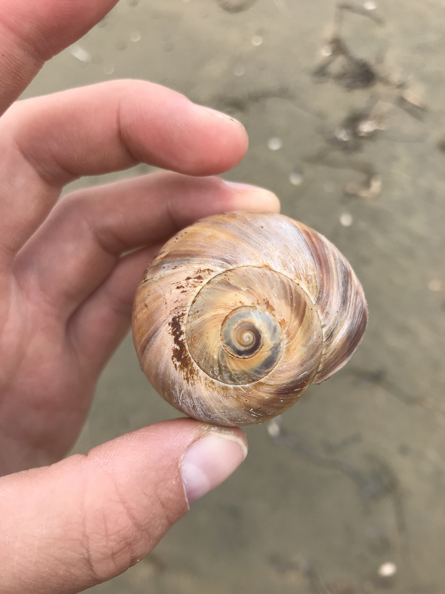 Cryptonatica janthostoma (Deshayes, 1839)