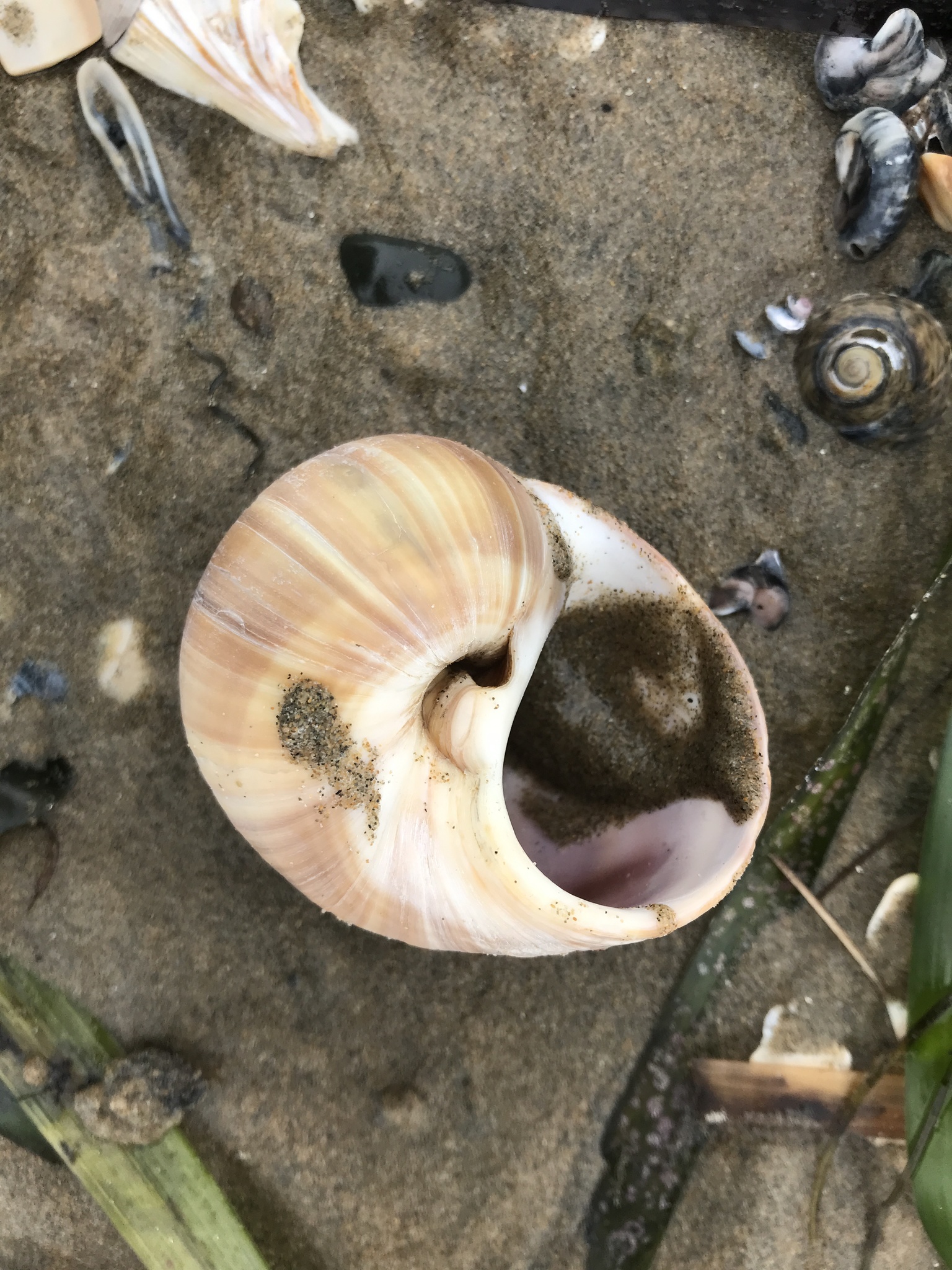 Cryptonatica janthostoma (Deshayes, 1839)