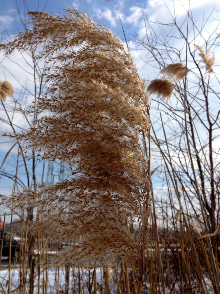 common reed from North Brunswick on March 1, 2015 by Nicholas Pollock ...