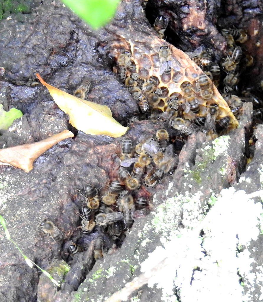 Bee Species? | Beesource Beekeeping Forums