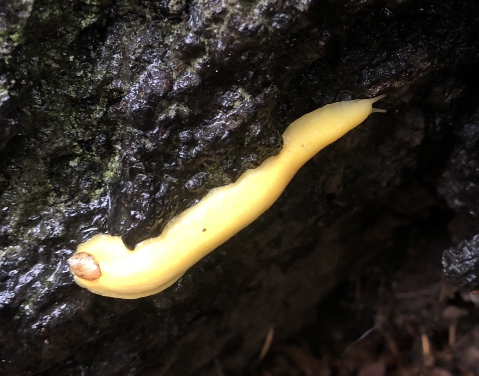 Earshell Slug from Swan Lake Rd, Victoria, BC, CA on September 30, 2021 ...
