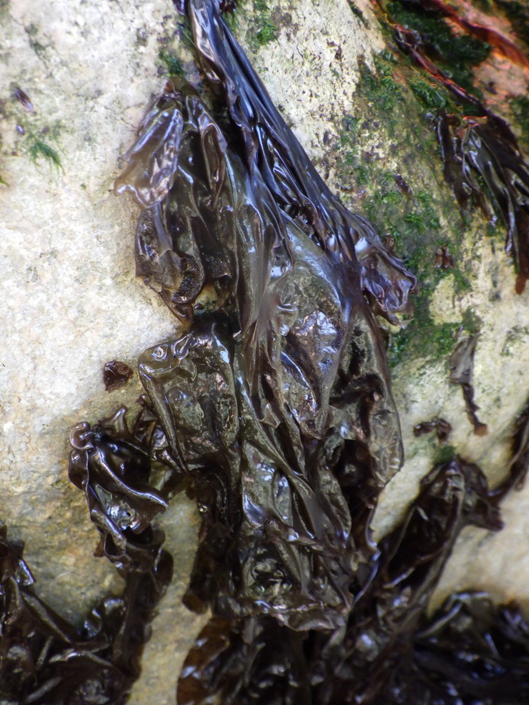 Purple Laver in September 2021 by zaca. References: http://macoi.ci.uc ...