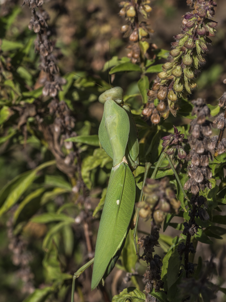 Timor Giant Shield Mantis from Pante Macassar, Timor-Leste on April 22 ...