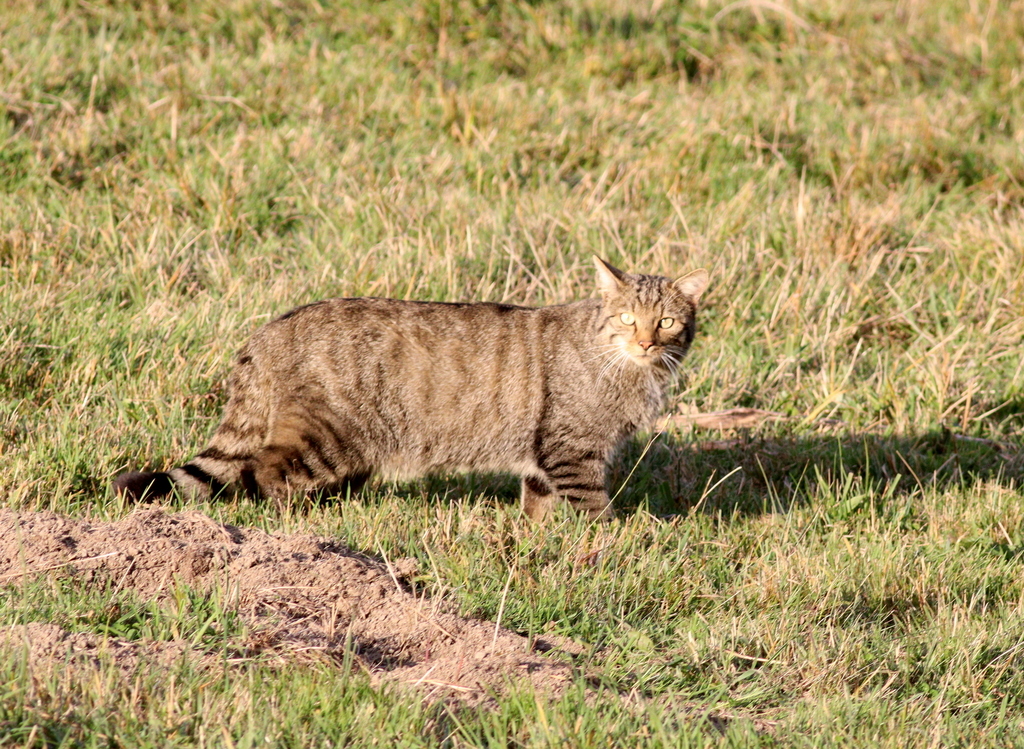 European Wildcat (Felis silvestris silvestris) - Know Your Mammals