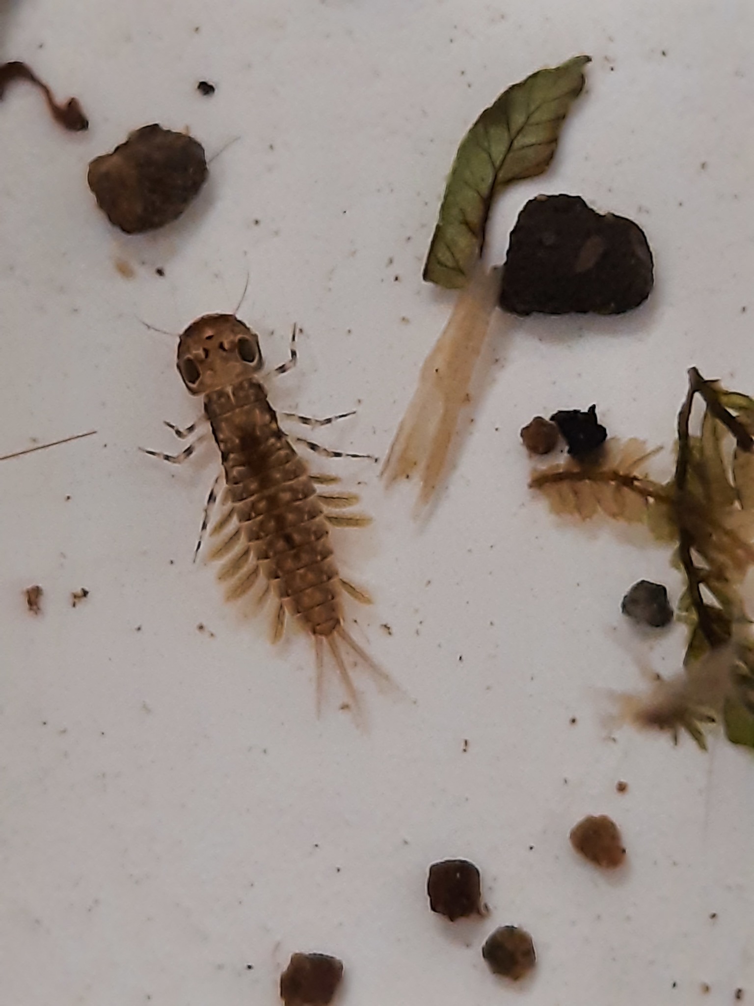 Ameletopsidae