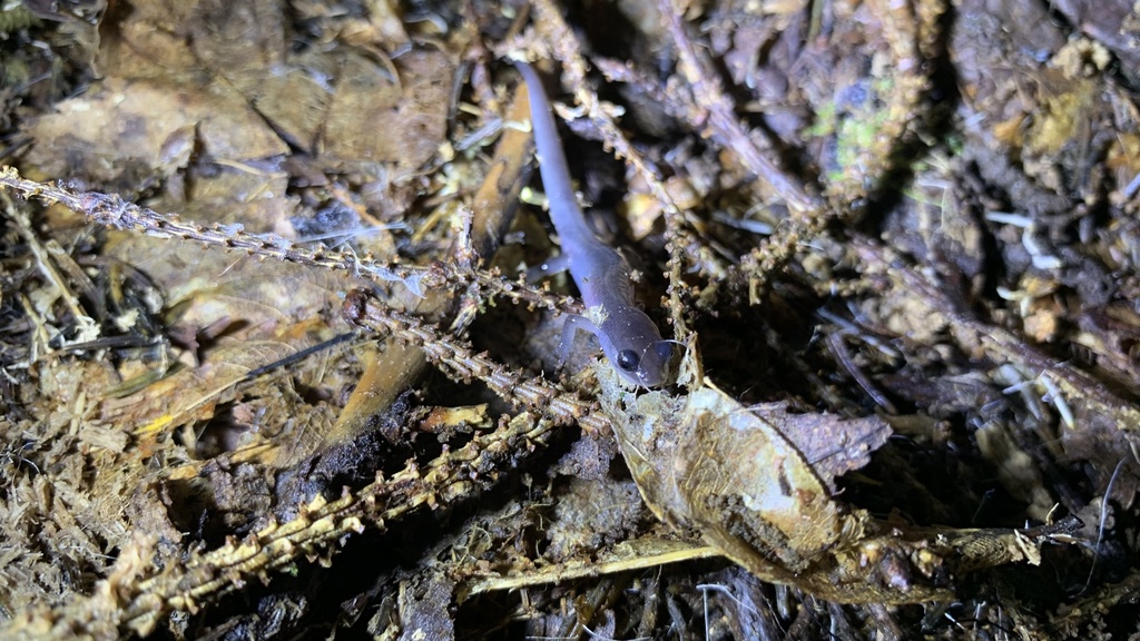 Southern Gray-cheeked Salamander from Great Smoky Mountains National ...