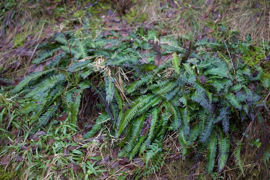 deer fern from Norway, Hordaland, Smørås on March 8, 2015 by Torsten ...
