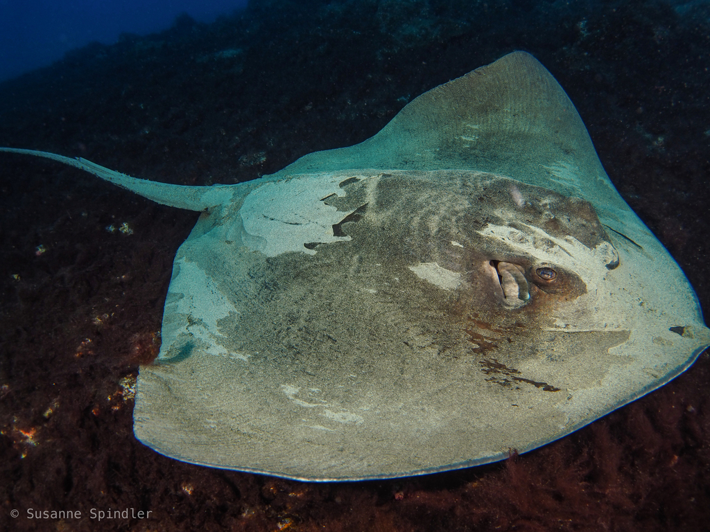 Black Stingray (Lord Howe Island) · iNaturalist