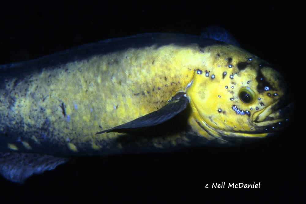 Prowfish (Wildlife of the United States - Fish Pt.3) · iNaturalist