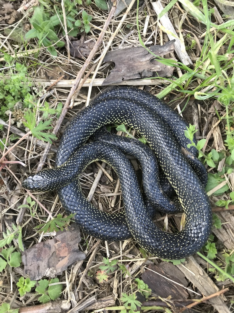 Black Kingsnake from Somerville, AL 35670, Somerville, AL, US on April ...